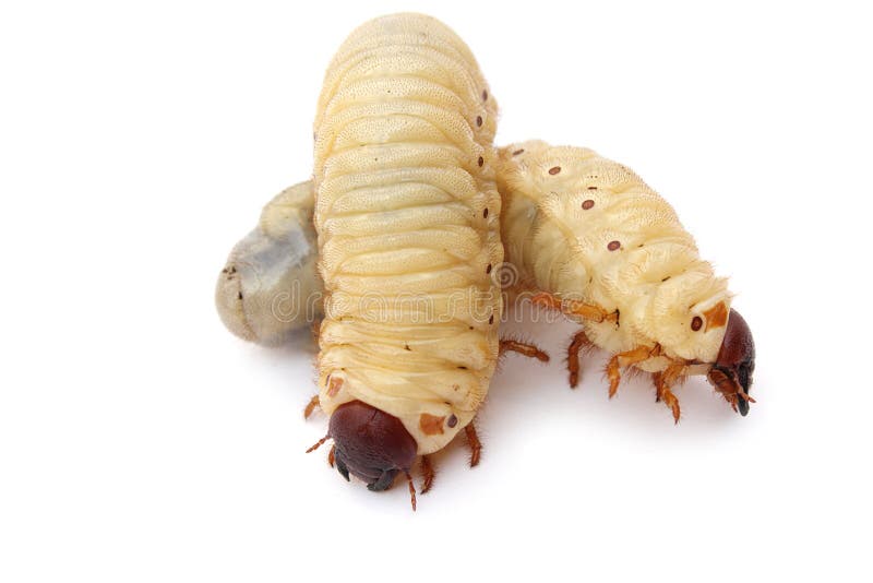 Larvae stock photo. Image of wildlife, larva, fauna, insect - 21001928