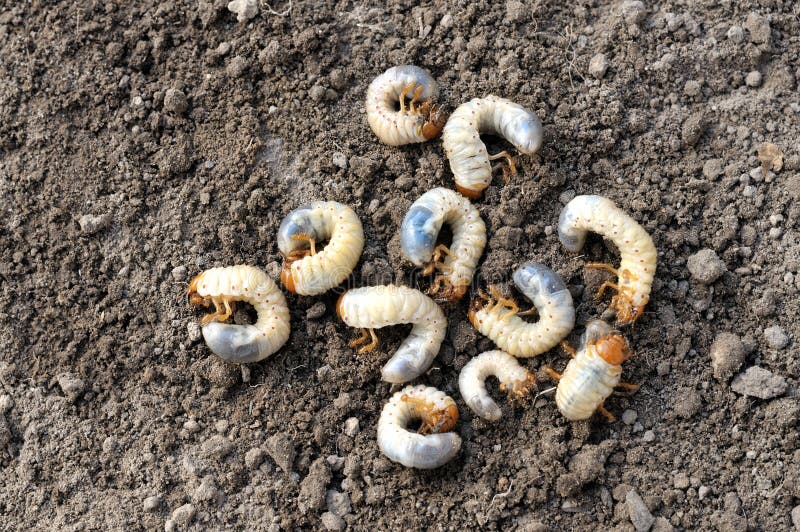 Larvae stock image. Image of closeup, pest, science, beetle - 22203239