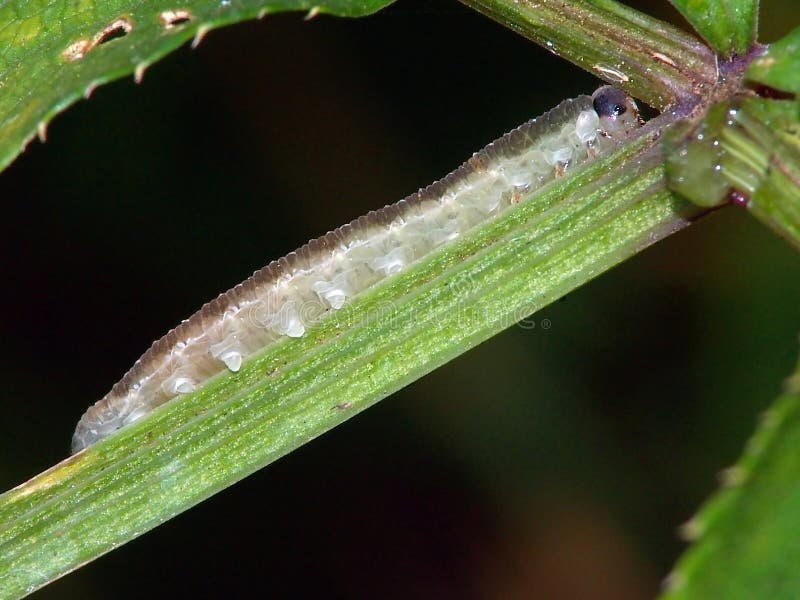 Larvae. stock photo. Image of larvae, caterpillar, summer - 604100