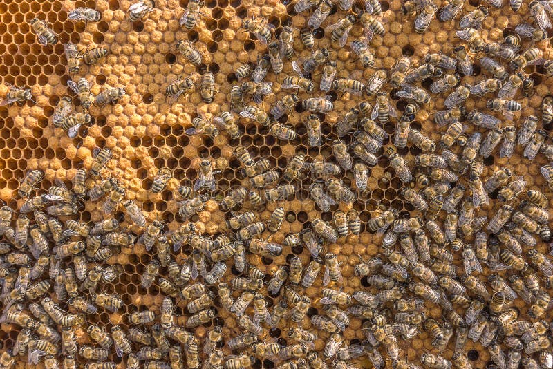 Larvae of Bees. Honeycombs are Developing Larvae of Bees Future ...