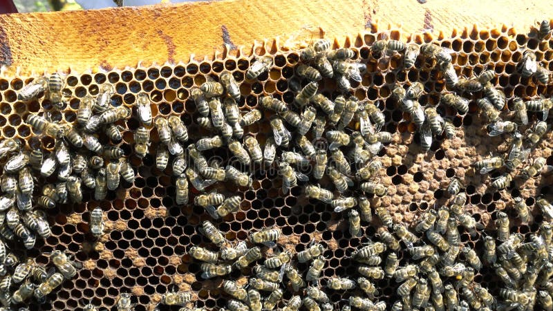 Beneficial Insects Stock Footage & Videos - 94 Stock Videos