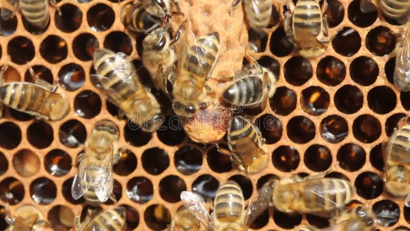 Larvae of BeesHoneycombs are Developing Larvae of Bees â€“ Future Generation of Beneficial ...