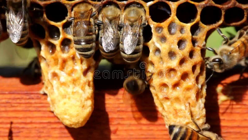 Larvae of BeesHoneycombs are Developing Larvae of Bees â€“ Future Generation of Beneficial ...