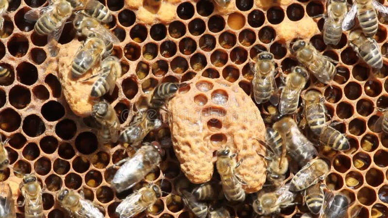 Larvae of BeesHoneycombs are Developing Larvae of Bees â€“ Future Generation of Beneficial ...