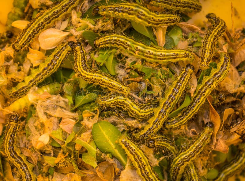 Larvae of the Box Tree Moth, Cydalima Perspectalis Stock Photo - Image ...