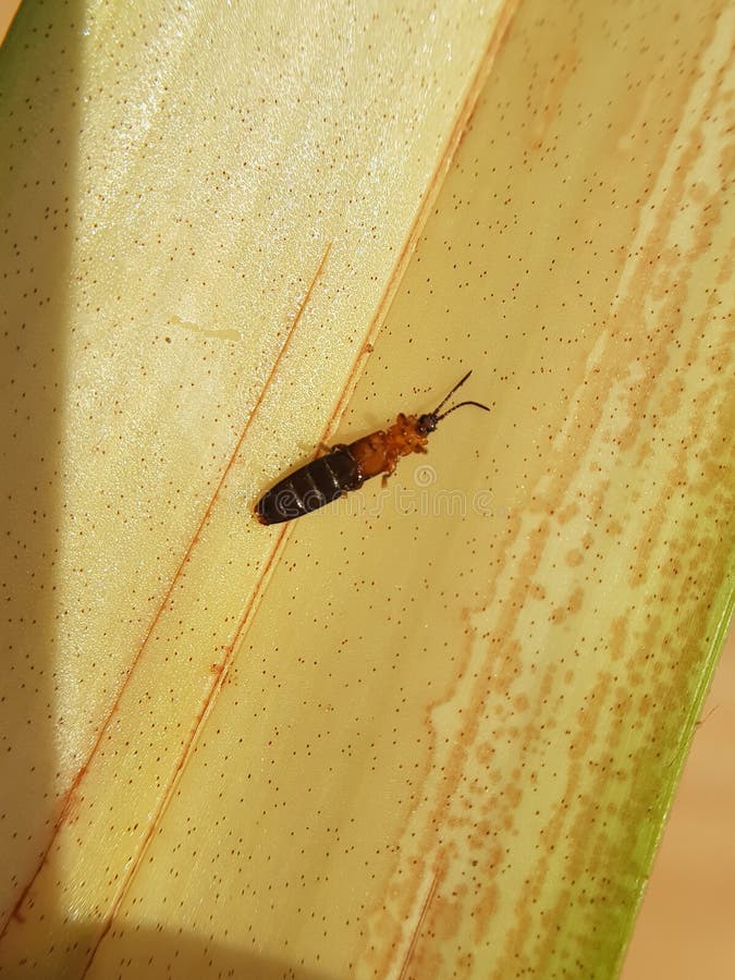 Hispine Stock Photos - Free & Royalty-Free Stock Photos from Dreamstime