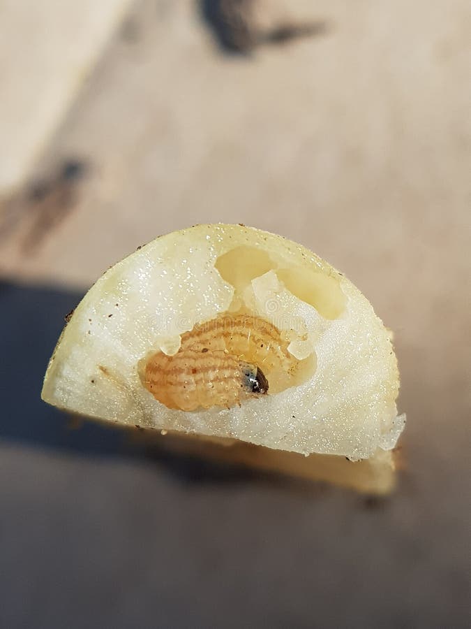 Larvae of cabbage webworm stock photo. Image of larvae - 186223222