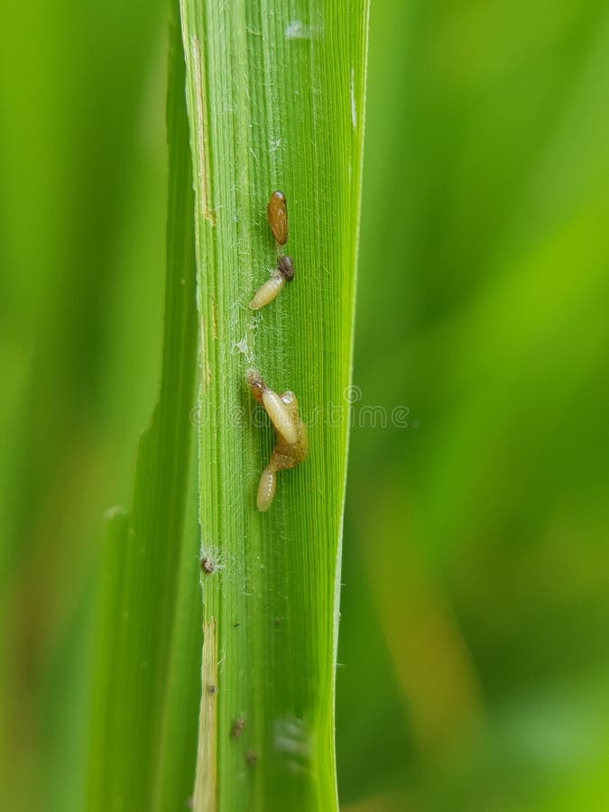 Rice Leaf Folder Stock Photos - Free & Royalty-Free Stock Photos from ...