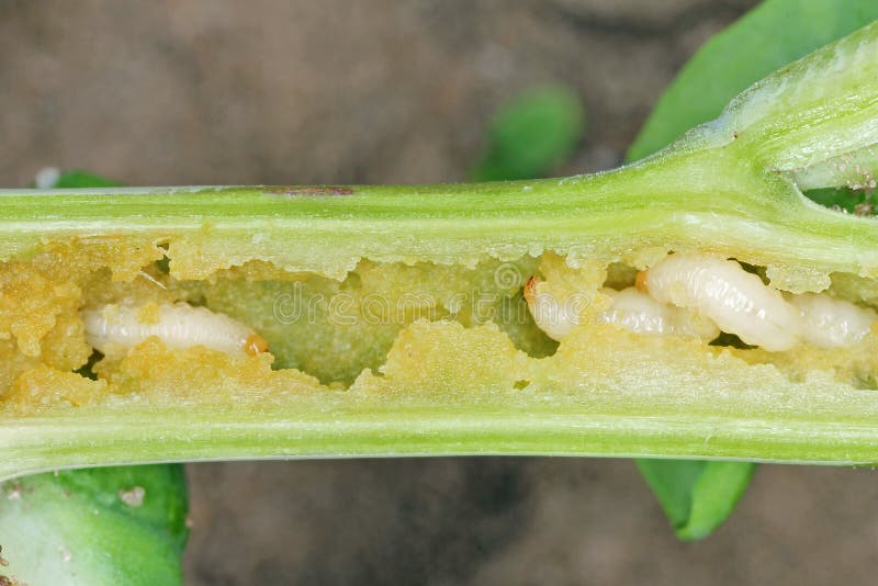 Larvae of Ceutorhynchus Pallidactylus Formerly Quadridens Cabbage Stem ...