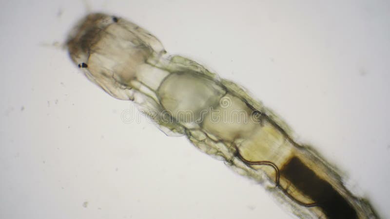 Larvae of Chironomids or Non-biting Midges through a Microscope Stock ...