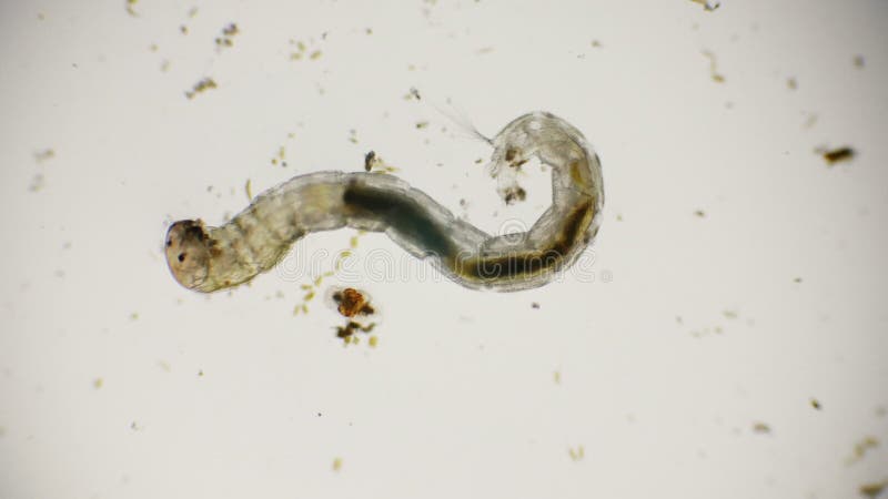 Larvae of Chironomids or Non-biting Midges through a Microscope Stock ...