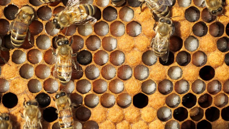 Larvae and cocoons of bees stock photo. Image of insects - 26107792