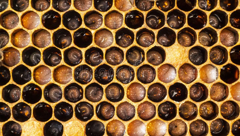 Larvae and cocoons of bees stock photo. Image of background - 255061272