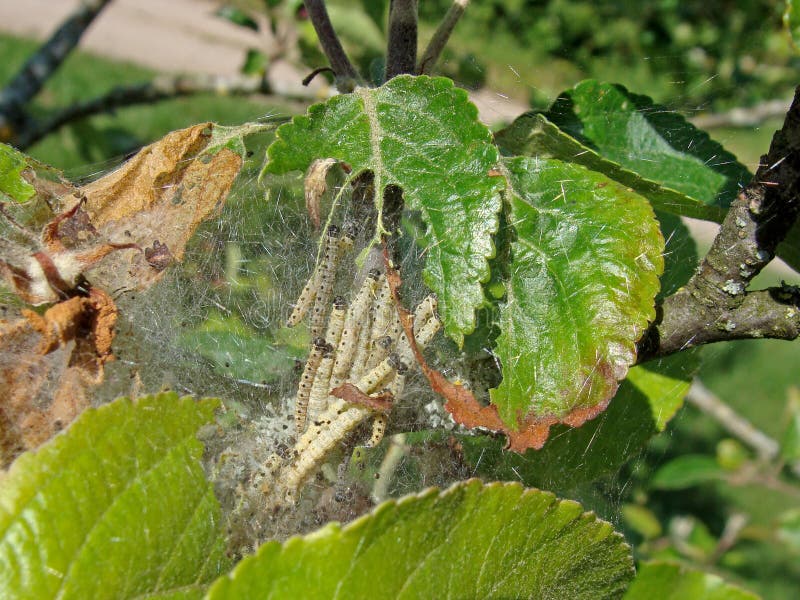 Larvae colony 2 stock image. Image of macro, colony - 167958867