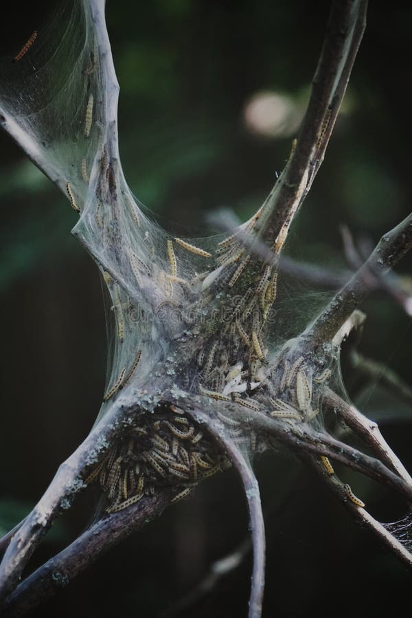 Larvae Crawl on the Web in Trees Stock Image - Image of plant, wildlife ...