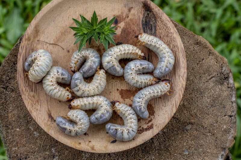 Rhynchophorus Ferrugineus Larvae Food Stock Photo - Image of fresh ...