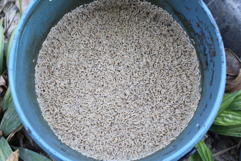 376 Scary Insect Larvae Photos - Free & Royalty-Free Stock Photos from ...