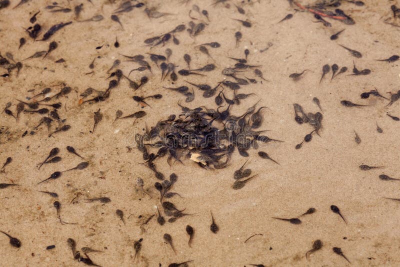 The Larvae of Frogs - Tadpoles Stock Image - Image of development ...