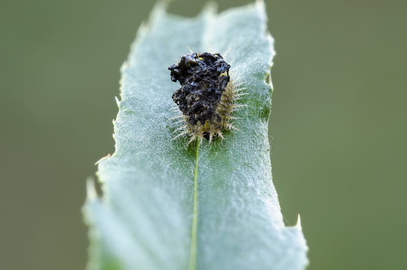 Larvae of Green Tortoise Beetle on Leaf Stock Photo - Image of grass ...