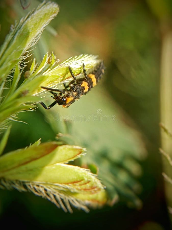 Larvae of Lady Bug Perched Under the Leaves Stock Image - Image of ...