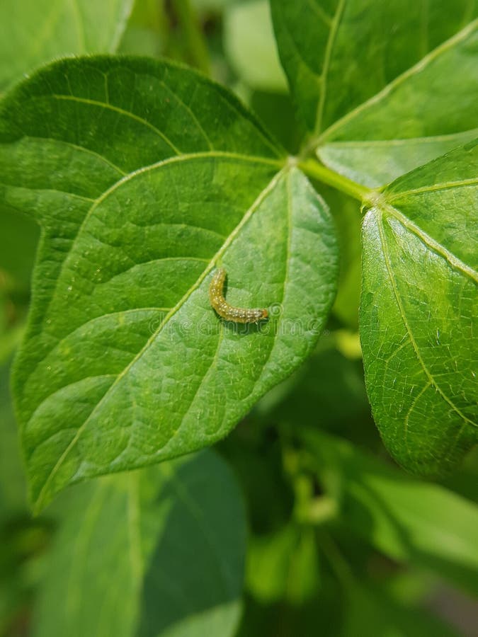 Lamprosema Stock Photos - Free & Royalty-Free Stock Photos from Dreamstime