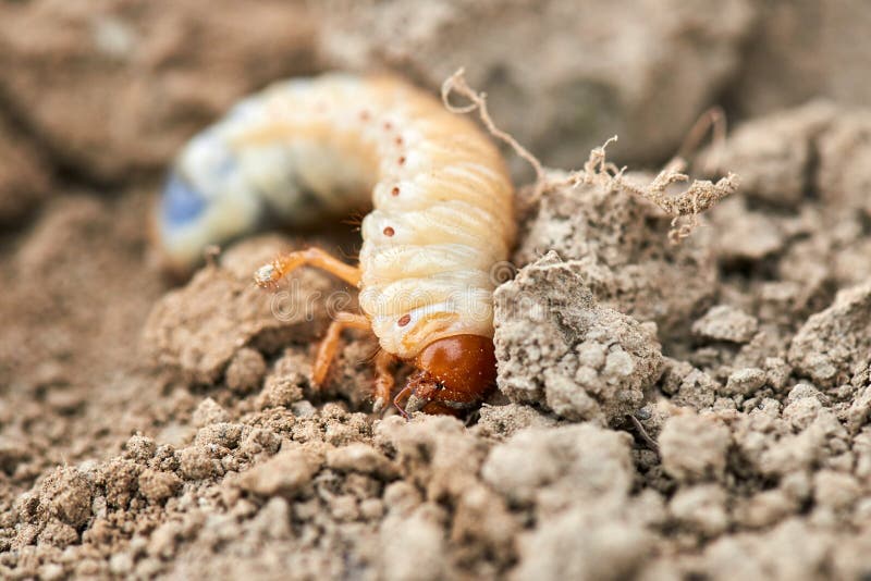 The Larvae of the May Beetle Stock Image - Image of nature, grub: 98798261