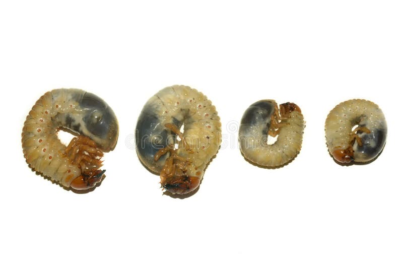 The Larvae of the May Beetle. Image of Grub Worms Stock Image - Image ...