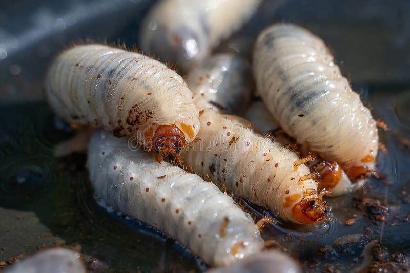 Larvae of the May Beetle Melolontha Melolontha, Surfaces that Emphasise ...