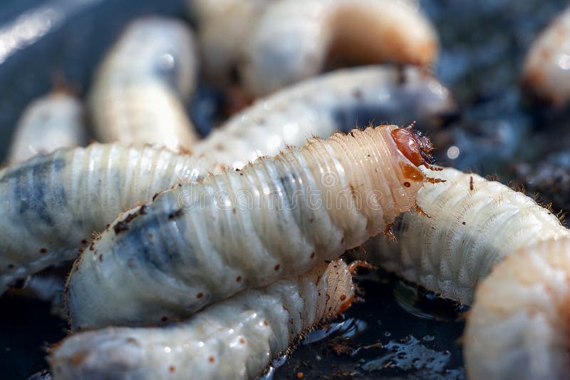 Larvae of the May Beetle Melolontha Melolontha, Surfaces that Emphasise ...