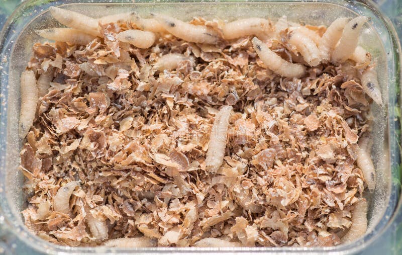 Larvae of a Meat Fly for Fishing in Chips Alive. Stock Image - Image of ...