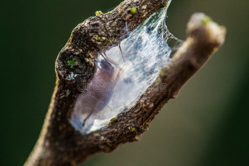 The larvae in the nest stock photo. Image of larva, tent - 65797580
