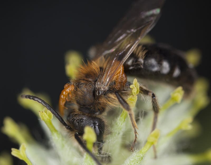 Larvae of Oil beetle. stock photo. Image of detail, macro - 14449872
