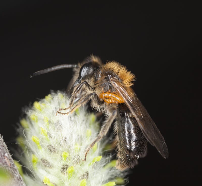 Larvae of Oil beetle. stock photo. Image of entomology - 14449898