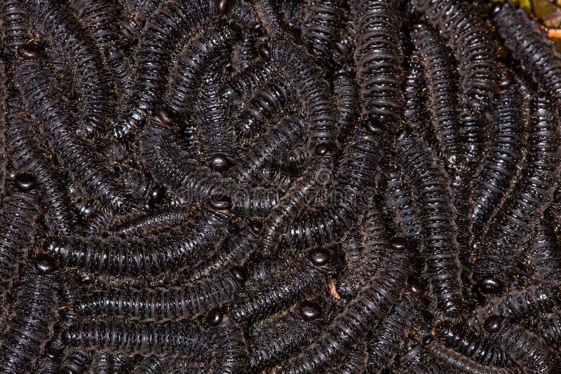 Larvae of Pergid Sawflies - Perreyia Lepida - Black Texture Stock Image ...