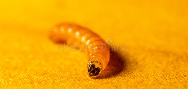 Larvae stock image. Image of disgusting, houseflies - 125554673