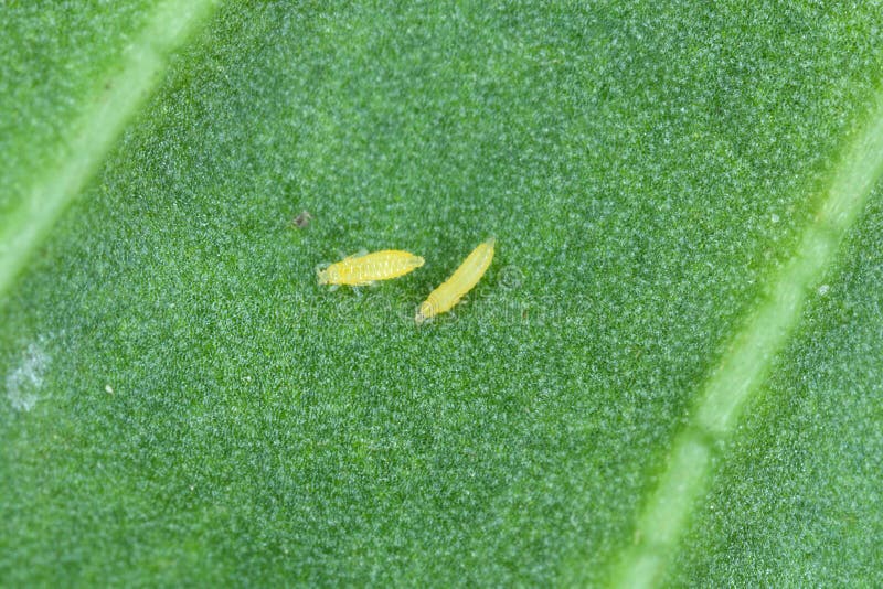 Larvae of Tiny Thrips on the Underside of the Leaves Stock Image ...