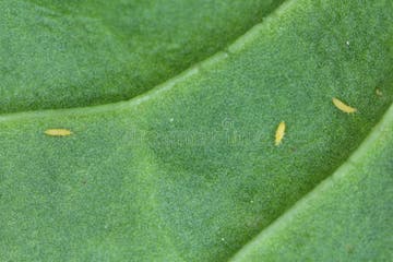 177 Thrips Leaves Stock Photos - Free & Royalty-Free Stock Photos from ...