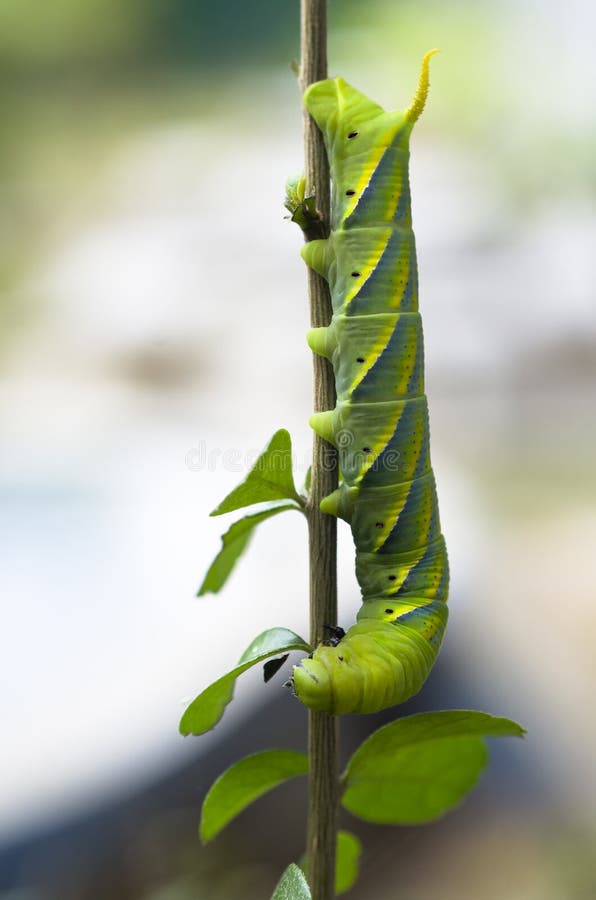 Larvae on the tree stock photo. Image of macro, life - 39515644