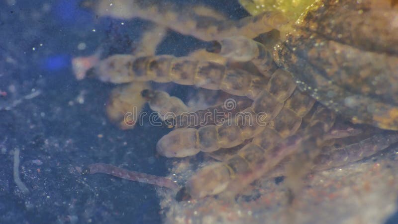 Larvae in water stock photo. Image of beauty, insect - 258653202