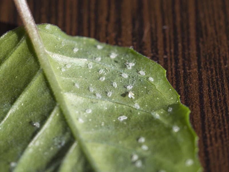 Larvae of the Whitefly on the Leaf of a Rose. Macro Image Stock Photo ...