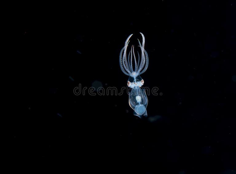 A Larval Squid at Night in the Gulfsteram. Stock Image - Image of ...