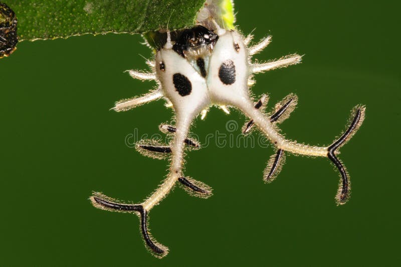 LARVAR of BUTTERFLYã€‚ Herona Marathus Stock Image - Image of colorful ...