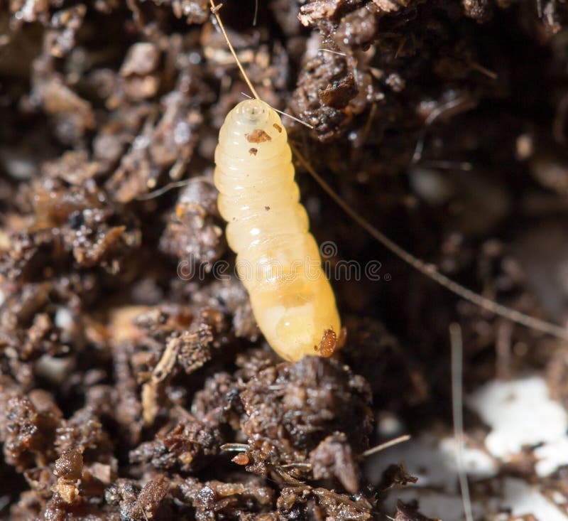 Larvas Blancas De La Mosca En El Suelo Macro Foto de archivo - Imagen ...