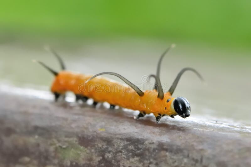 Larvas de la mariposa imagen de archivo. Imagen de multi - 92859859