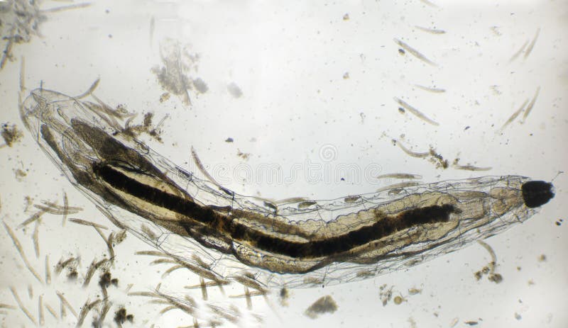 Larvas de la mosca imagen de archivo. Imagen de ciencia - 6491157