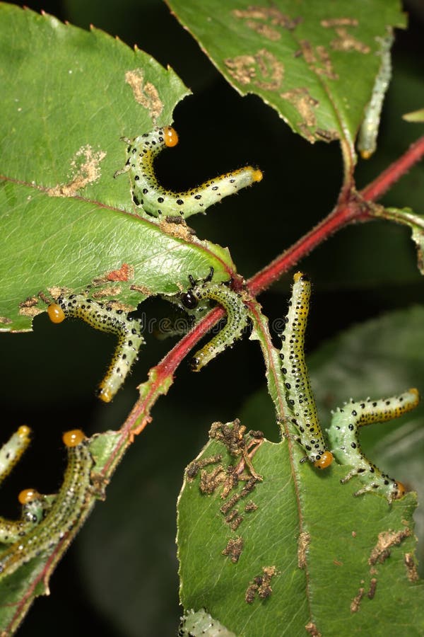Larvas De La Mosca De Sierra De Rose Foto de archivo - Imagen de ...