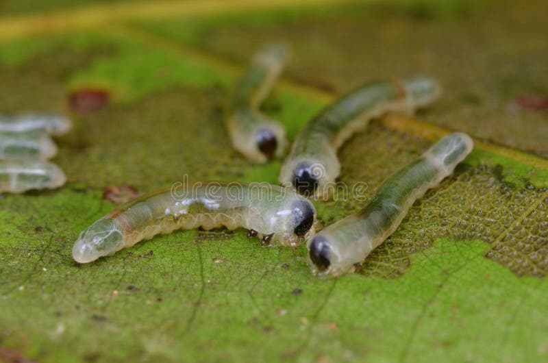 Larvas De La Mosca De Sierra Imagen de archivo - Imagen de mosca ...