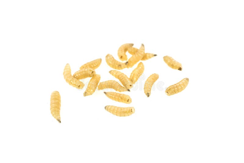 Larvas De Mosca Sobre Fondo Blanco Aislado Imagen de archivo - Imagen ...