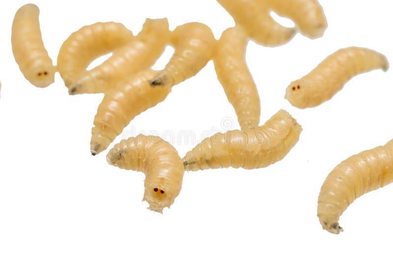 Larvas De Mosca Sobre Fondo Blanco Aislado Foto de archivo - Imagen de ...