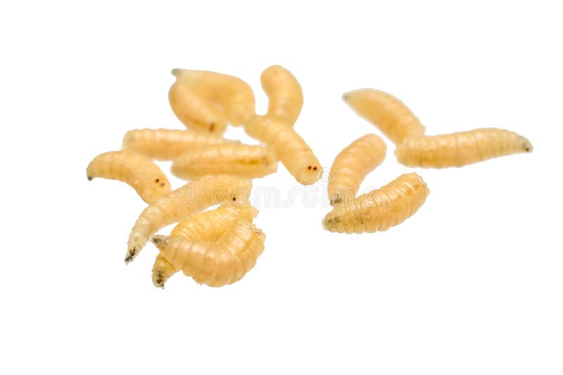 Larvas De Mosca Sobre Fondo Blanco Aislado Foto de archivo - Imagen de ...